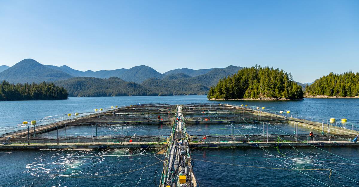 Canadians are eating more salmon than ever, but will it be home-grown ...